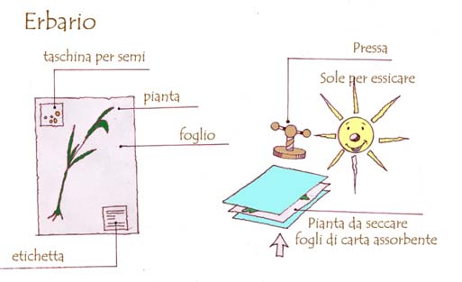 Televideo - Articolo Telesoftware