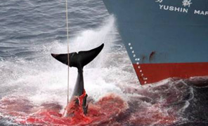 Televideo - Balene, la mattanza va avanti